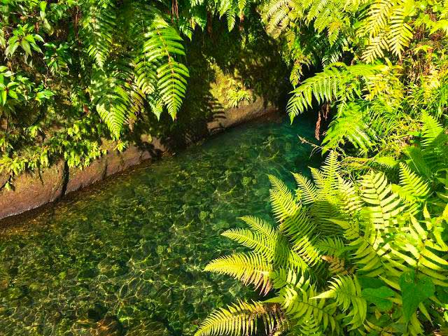 Adrenaline Hikes in Dominica: Cliff Adventures for the Brave- Paradise ...